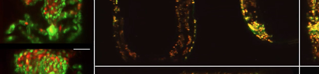 Microscopy in Life Sciences Used to Track Bee Pollination Processes ...