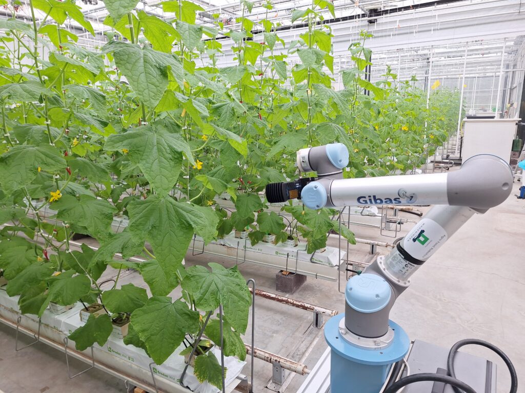 Case Studies: Harnessing cutting-edge 3D vision for automated cucumber ...
